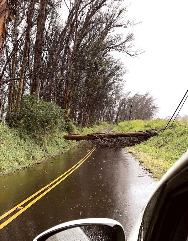 Emergency measure would remove 400 dead eucalyptus trees | News, Sports ...